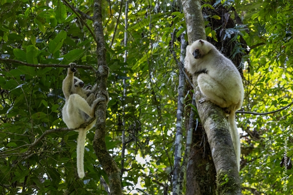 🌳 Voices of the Forest: Protecting Makira's Endangered Lemurs > WCS ...