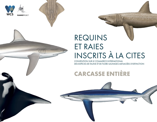 A practical guide to identifying CITES-Listed Sharks and Rays in the ...